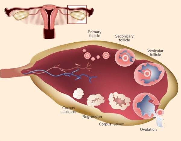 Ovulation Induction – Ganin IVF